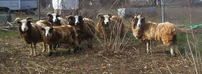Jacob Sheep: Our Father’s Sheep – Humble Kosher Farms